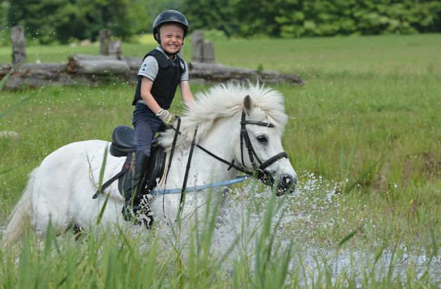 Wie funktioniert wehorse? Pferdetraining, Online-Kurse, Live-Events und ...