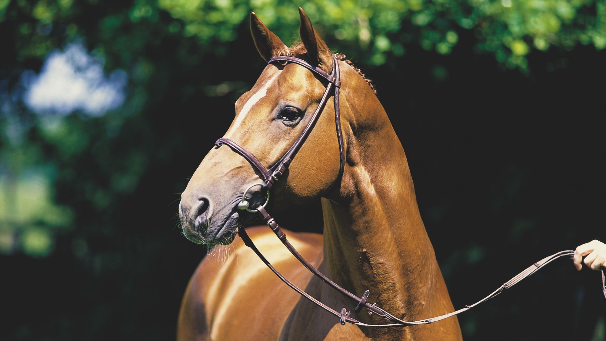 Hanoverian Horse Dressage