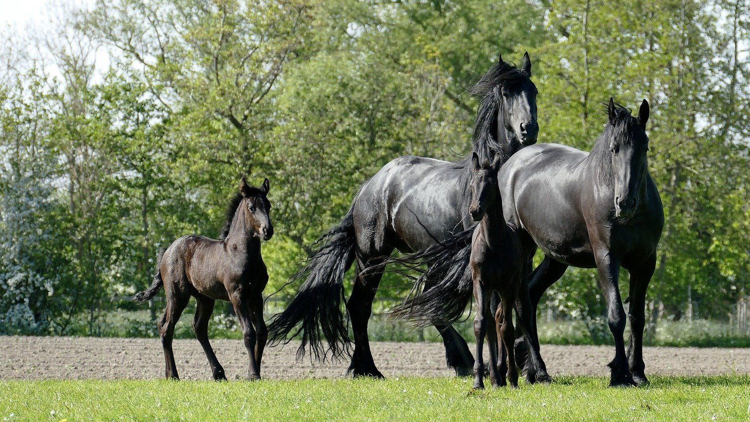 Friesen – die königlichen Pferde aus dem Norden | wehorse.com