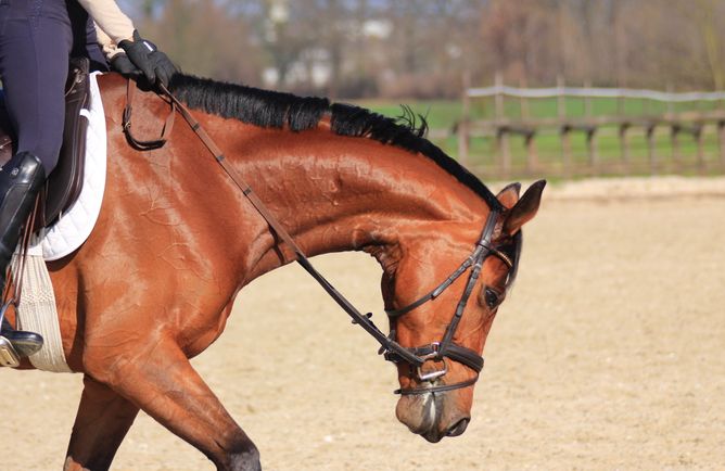 Philippe Karl | wehorse.com