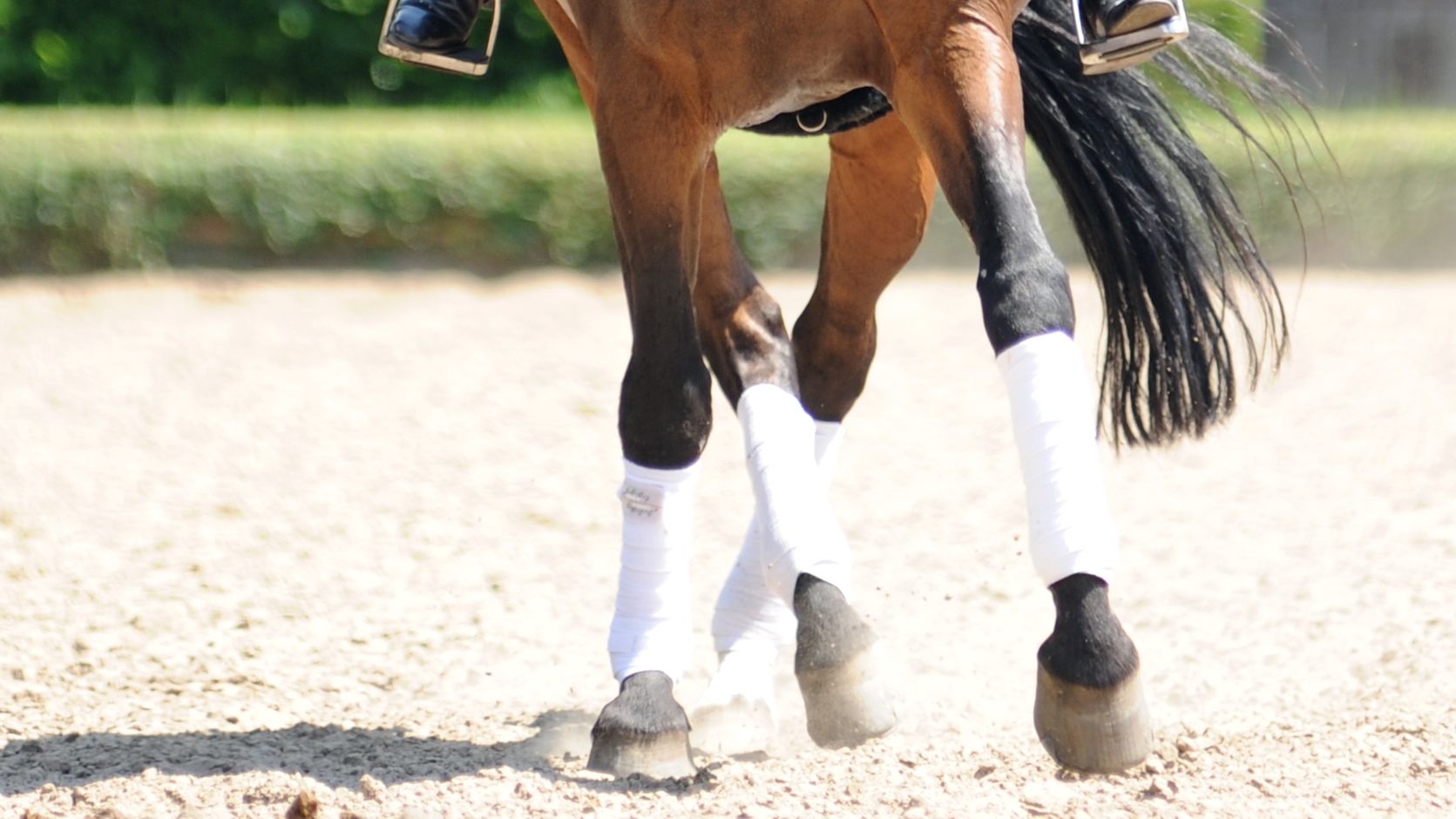 Philippe Karl | wehorse.com