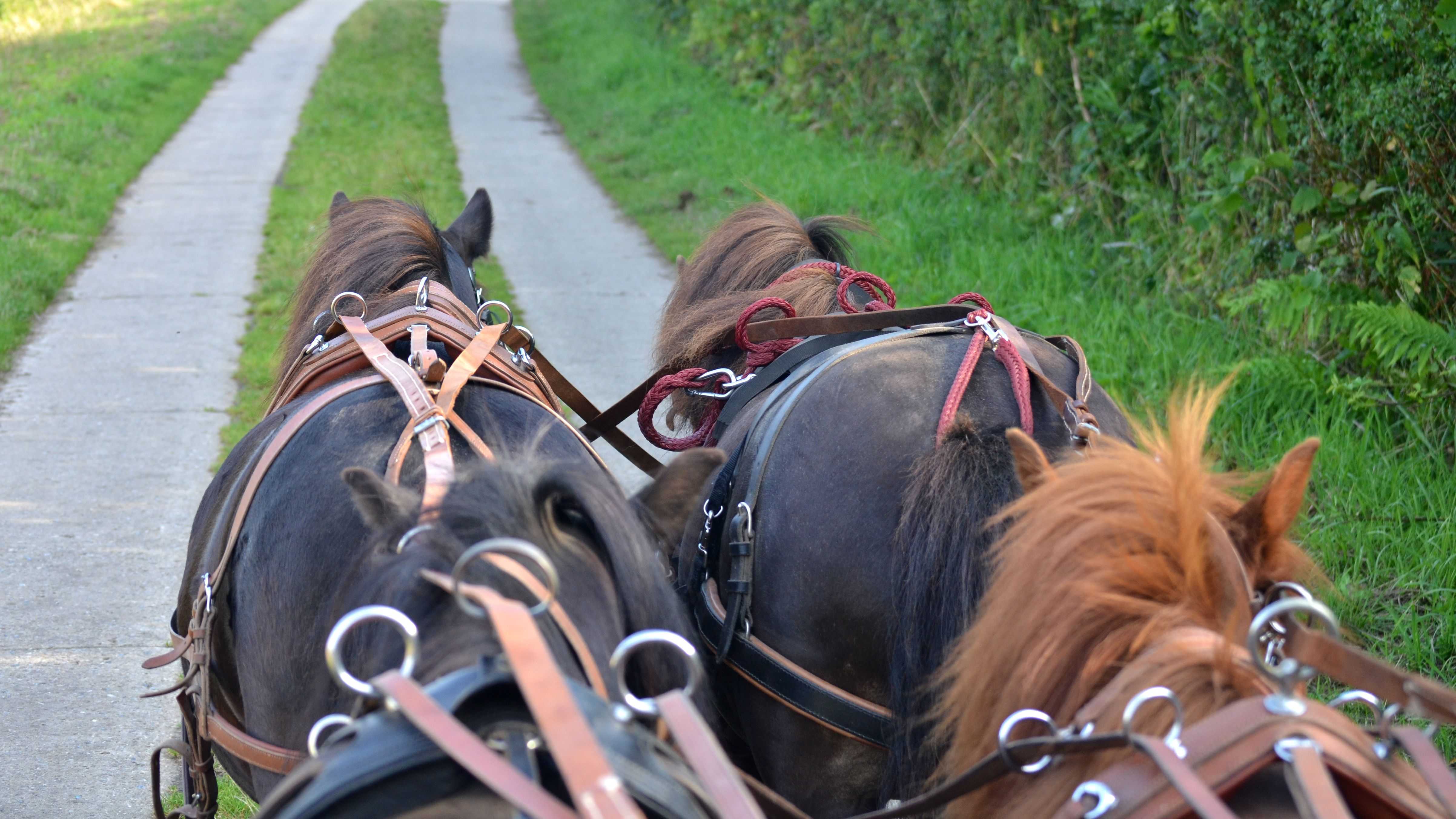 Carriage driving with the Achenbach rein handling system | wehorse.com