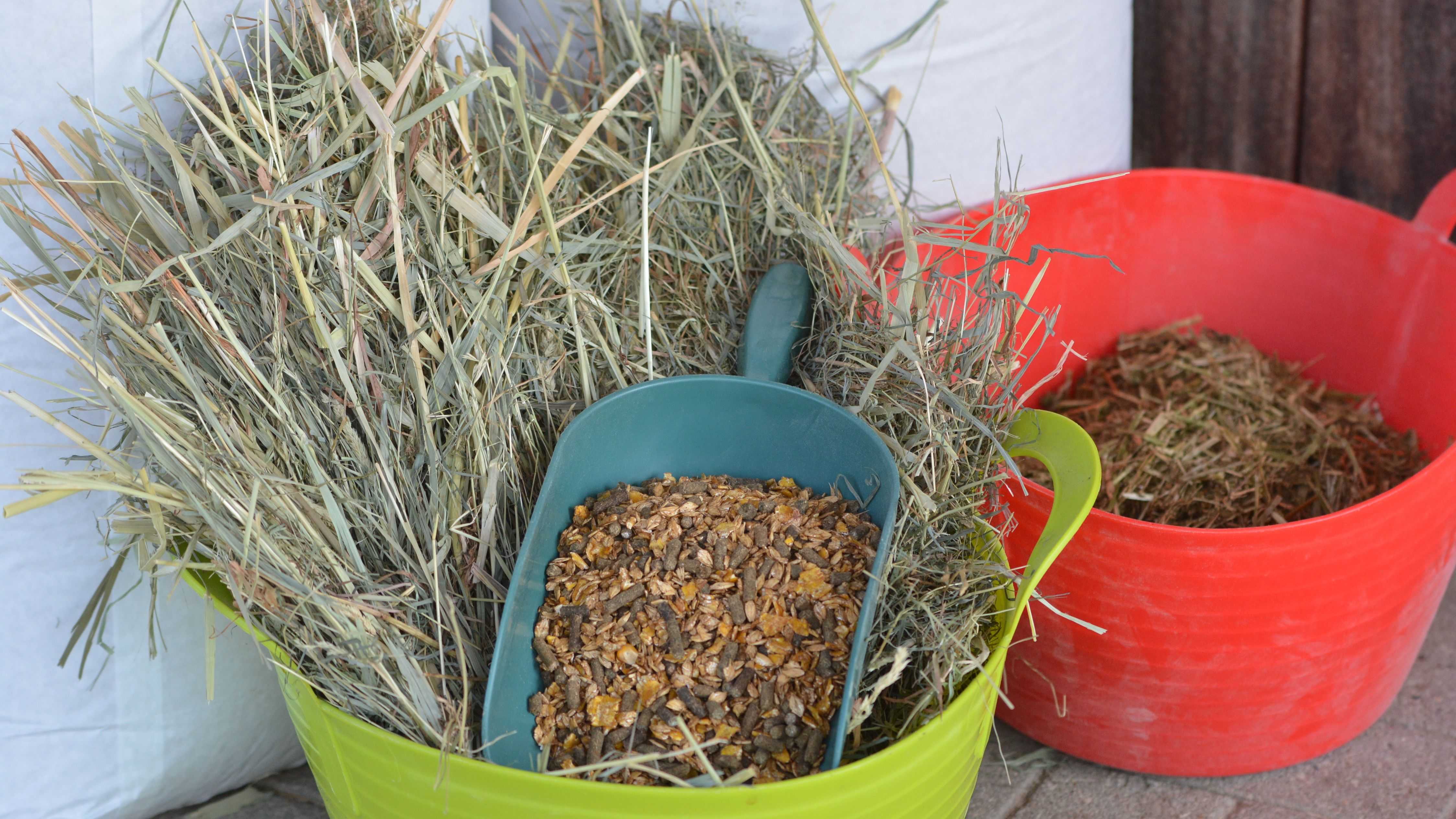 Die wichtigsten Grundlagen der Pferdefütterung | wehorse.com